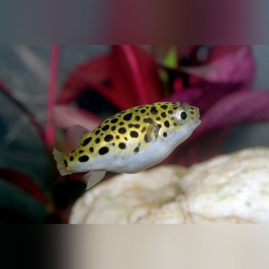 Cute Green Spotted Puffer Fish
